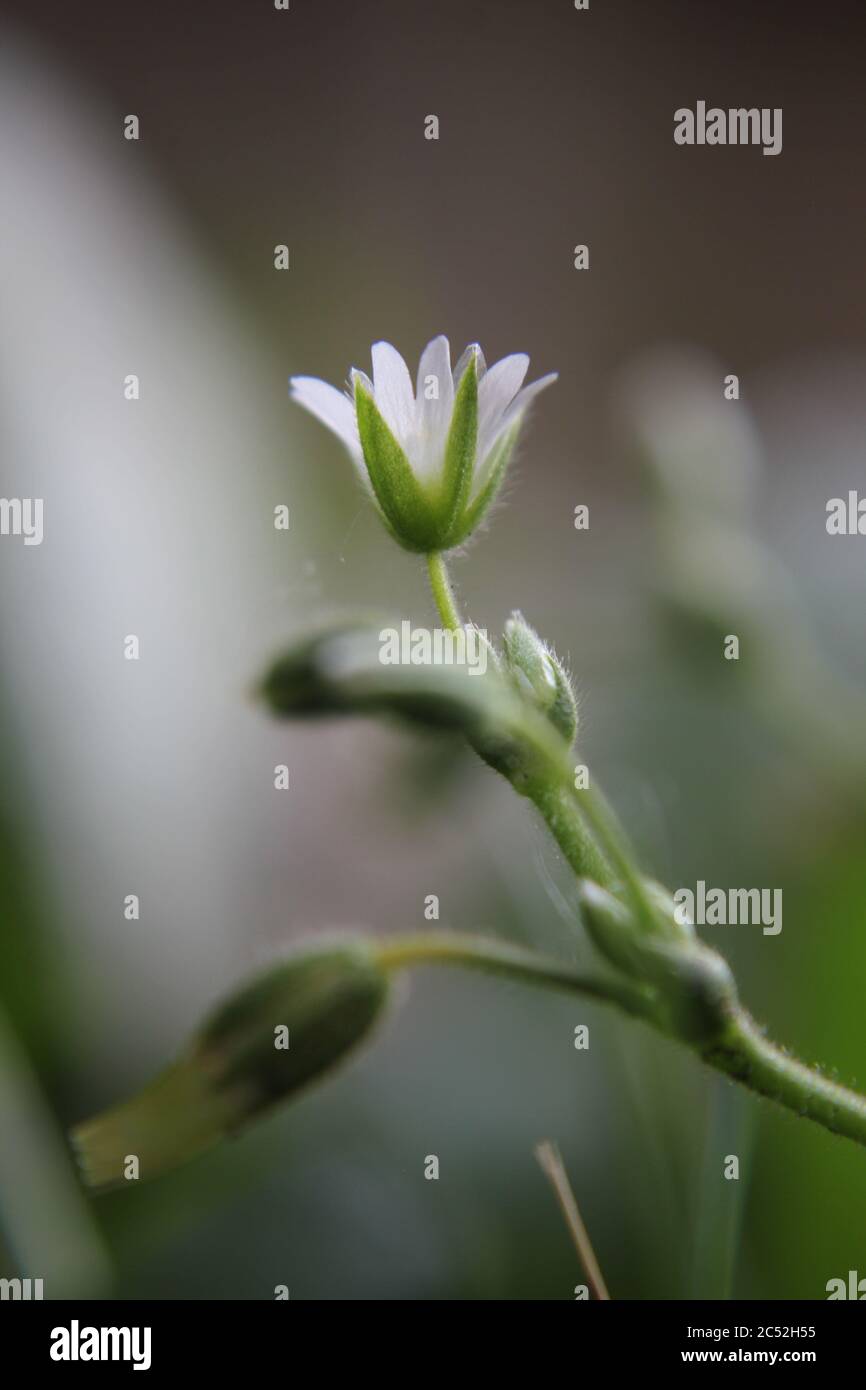 Veronica, common speedwell, bird's eye, and gypsyweed, Thyme-leaved ...
