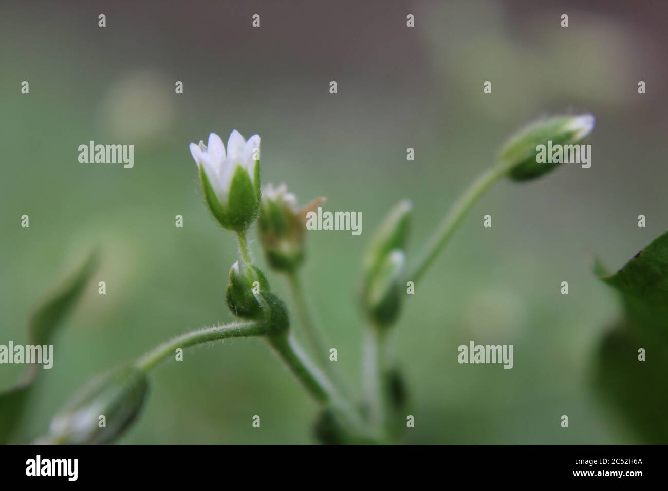 Veronica, common speedwell, bird's eye, and gypsyweed, Thyme-leaved ...