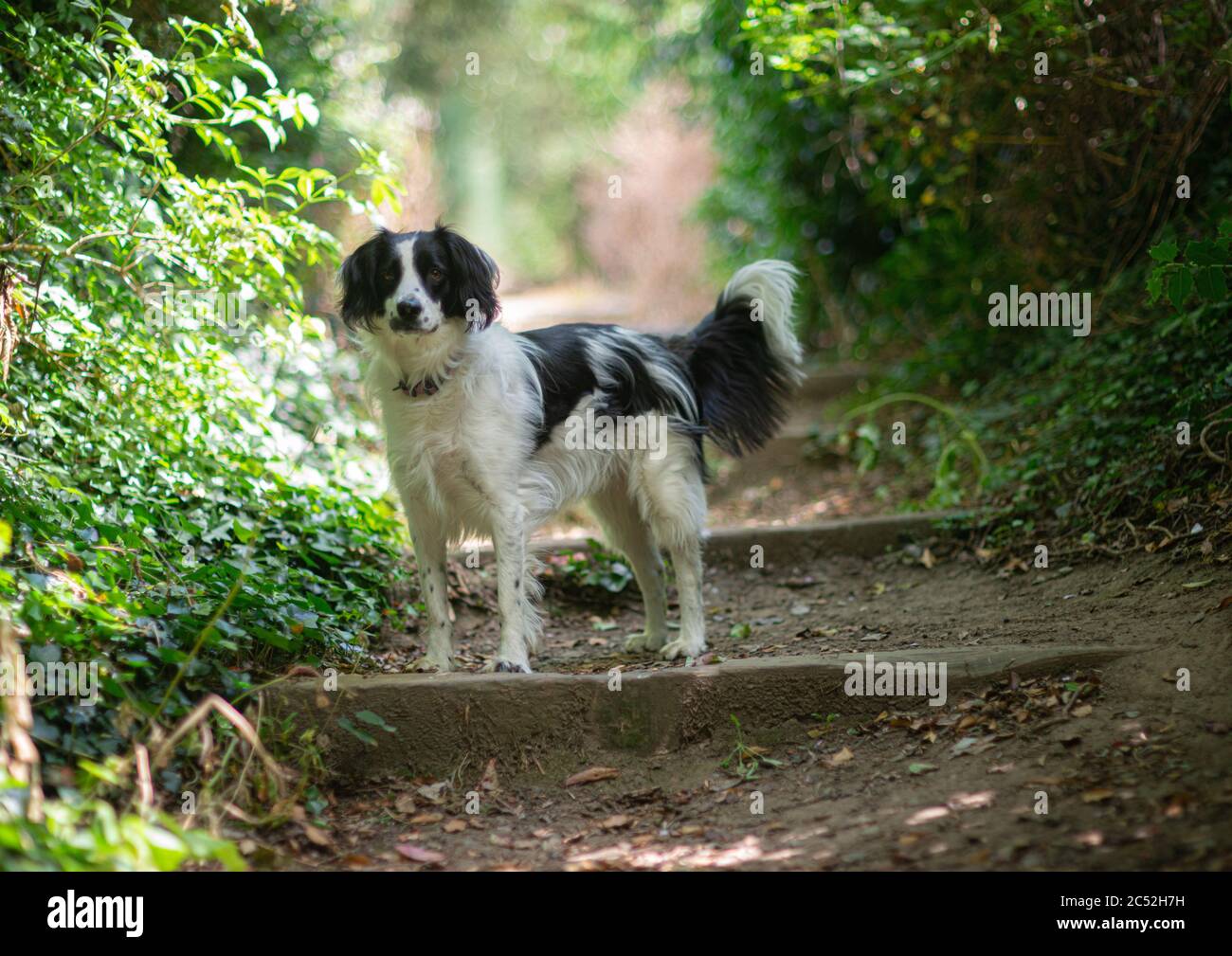 Welsh Springer Spaniel Black