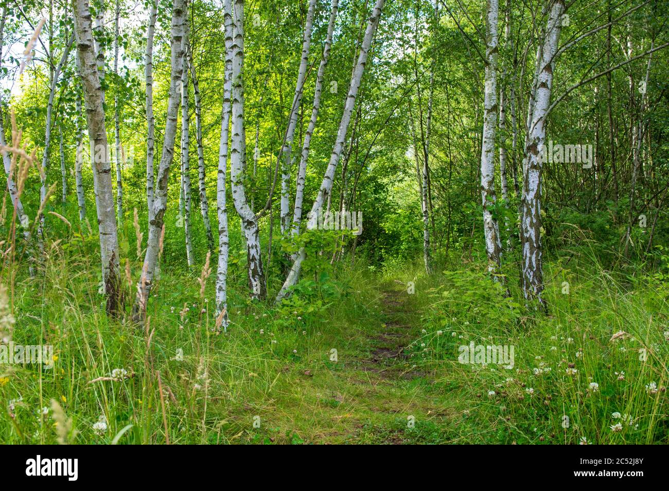 path amidst birch trees in the bright forest Stock Photo - Alamy