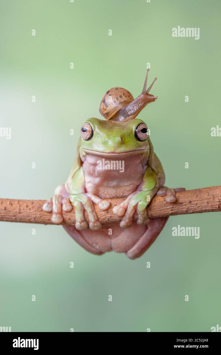 Tree frog on top of a snail on a branch hi-res stock photography and ...