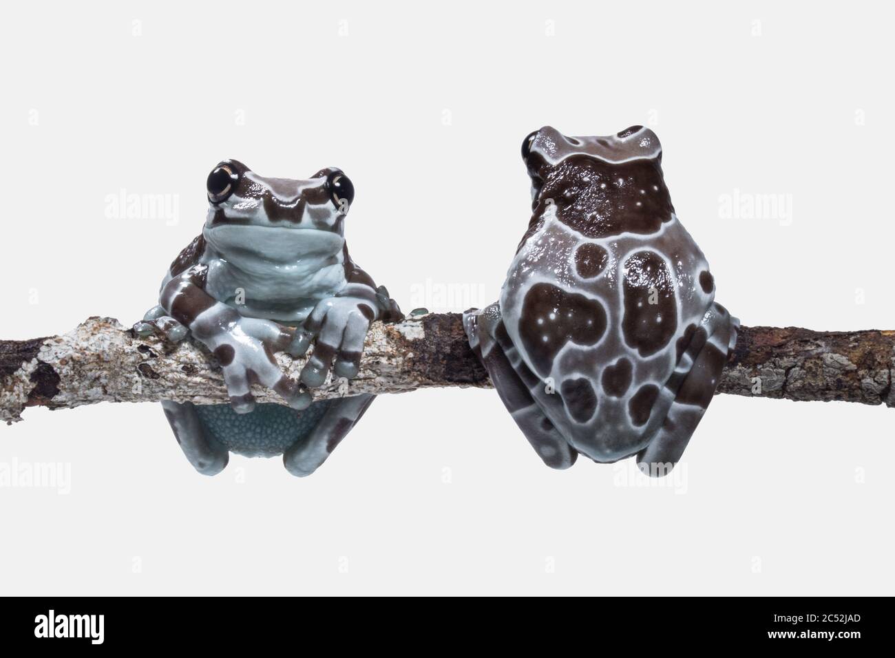 Two Amazon milk frogs on a branch, Indonesia Stock Photo - Alamy
