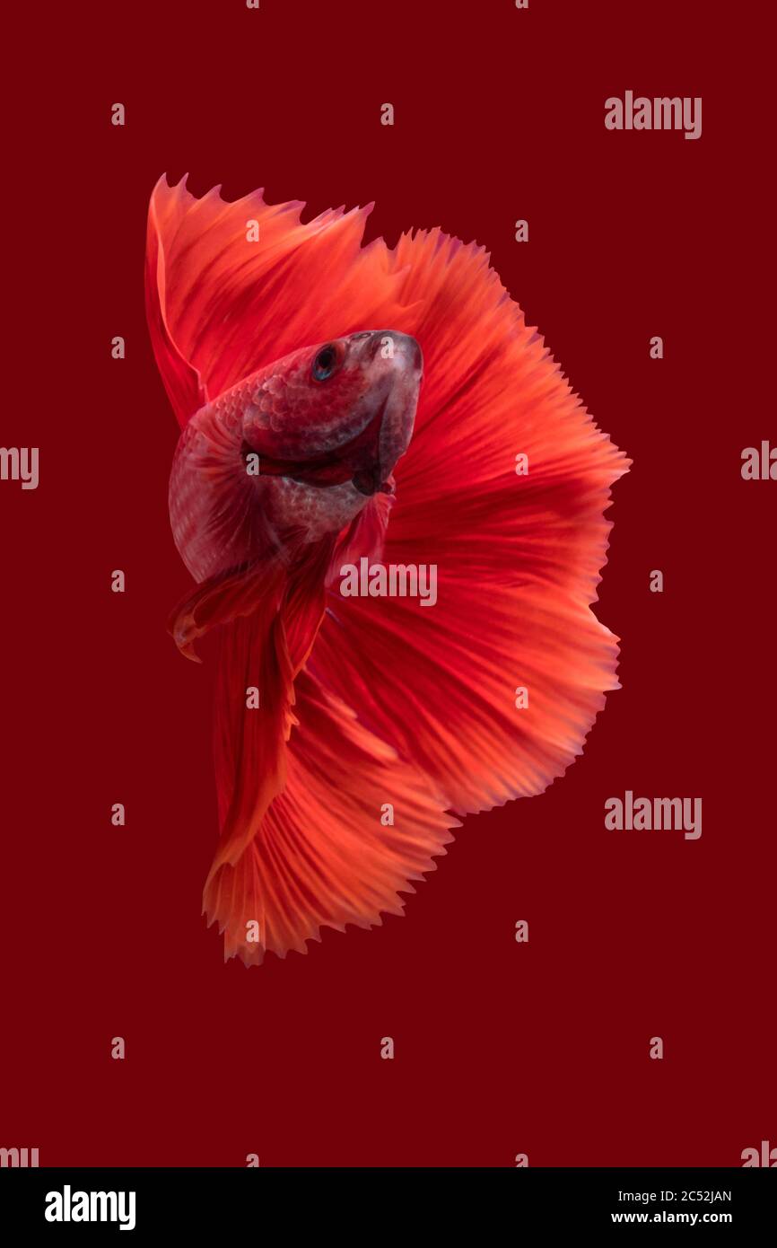 Portrait of a red betta fish Stock Photo - Alamy