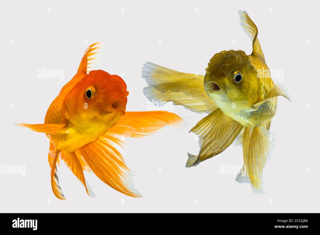 Orange goldfish hi-res stock photography and images - Alamy