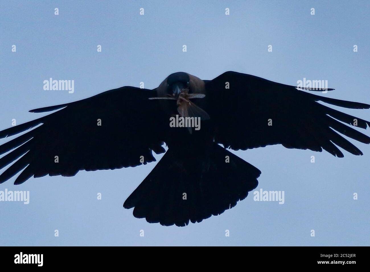 Kathmandu, Nepal. 30th June, 2020. Crows attempt to eat swarms of ...
