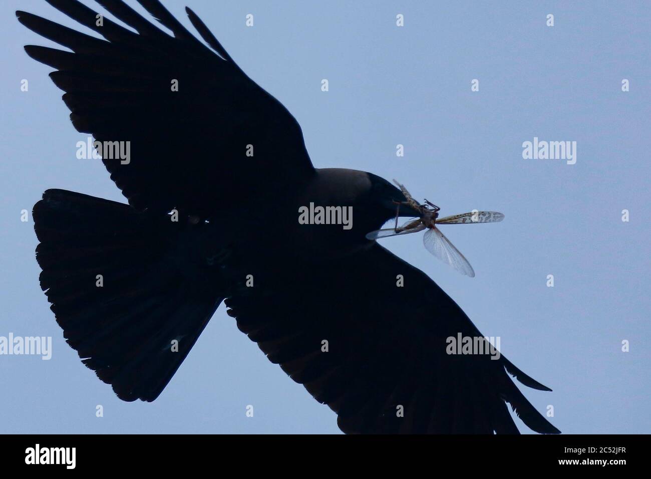 Kathmandu, Nepal. 30th June, 2020. Crows attempt to eat swarms of ...