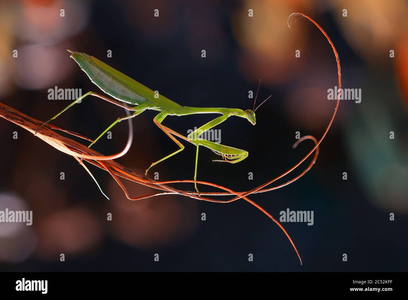 Close-up of a praying mantis on a plant, Indonesia Stock Photo - Alamy