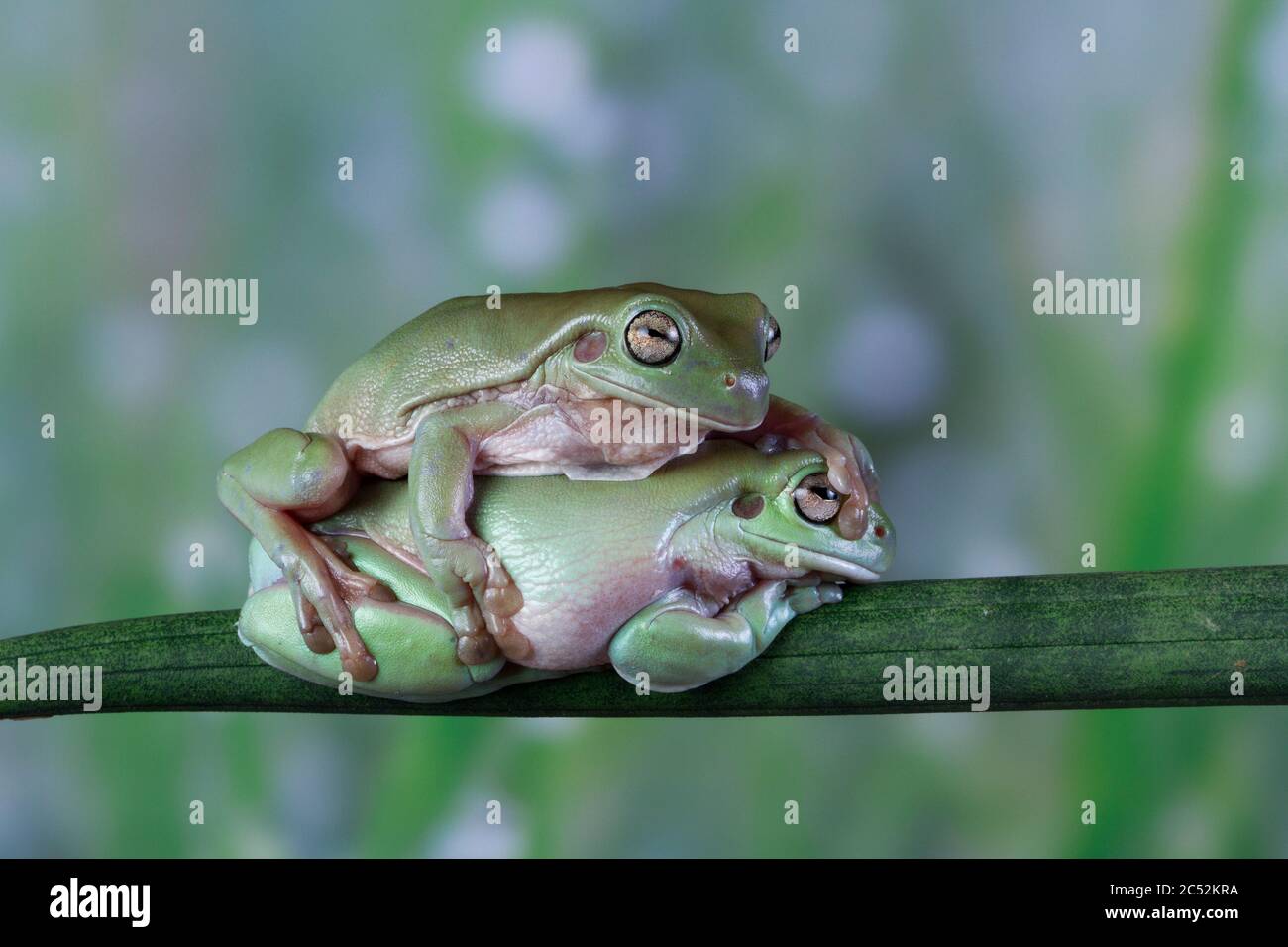 Two Australian white tree frogs sitting on branch on top of each other ...
