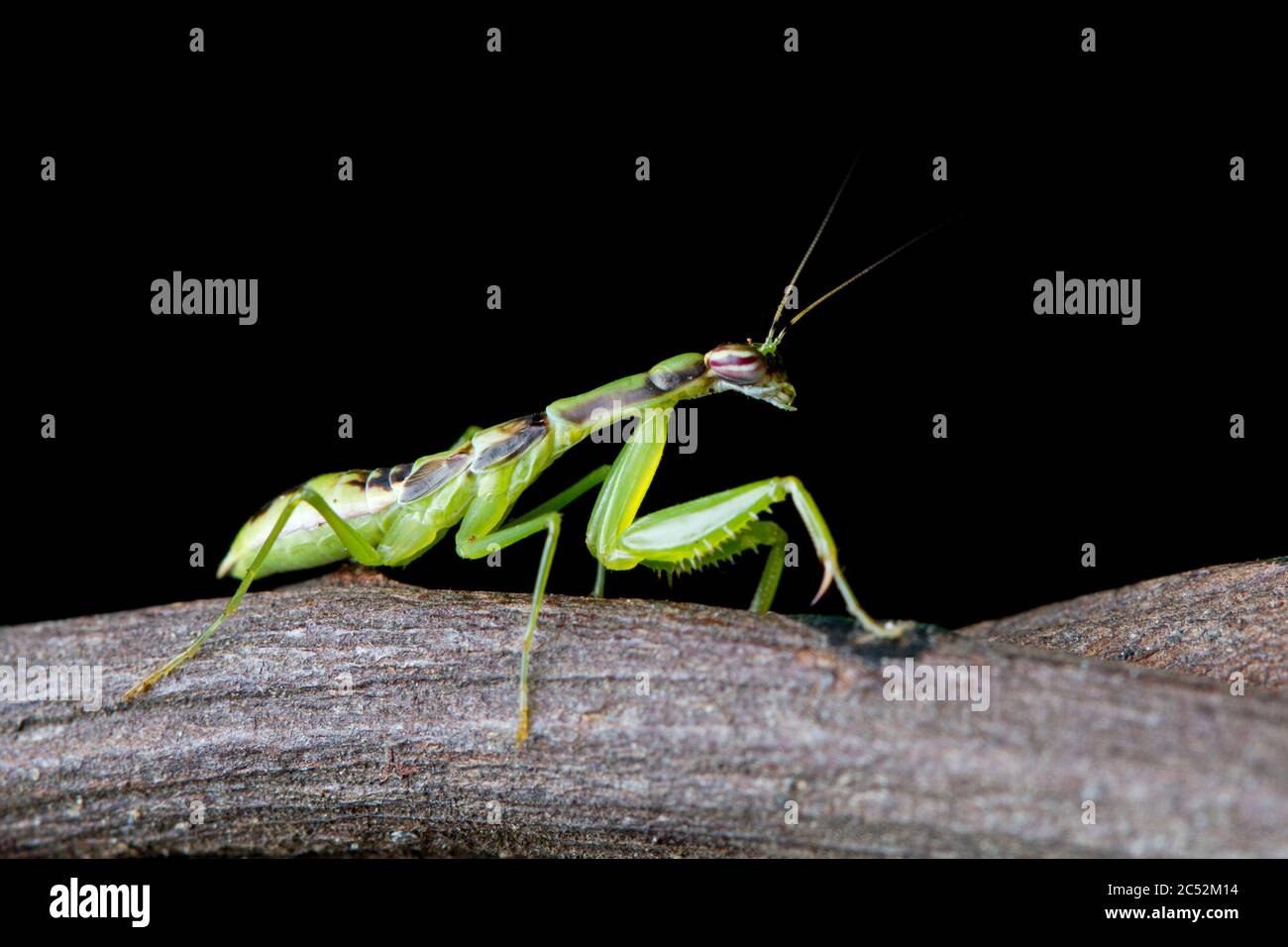 Little Asian ant mantis on branch with black background, insect close ...