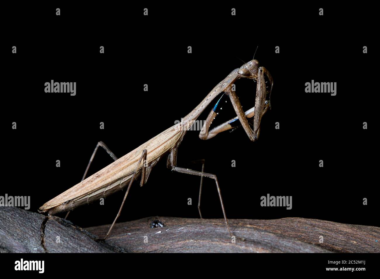 Asian mantis hi-res stock photography and images - Alamy