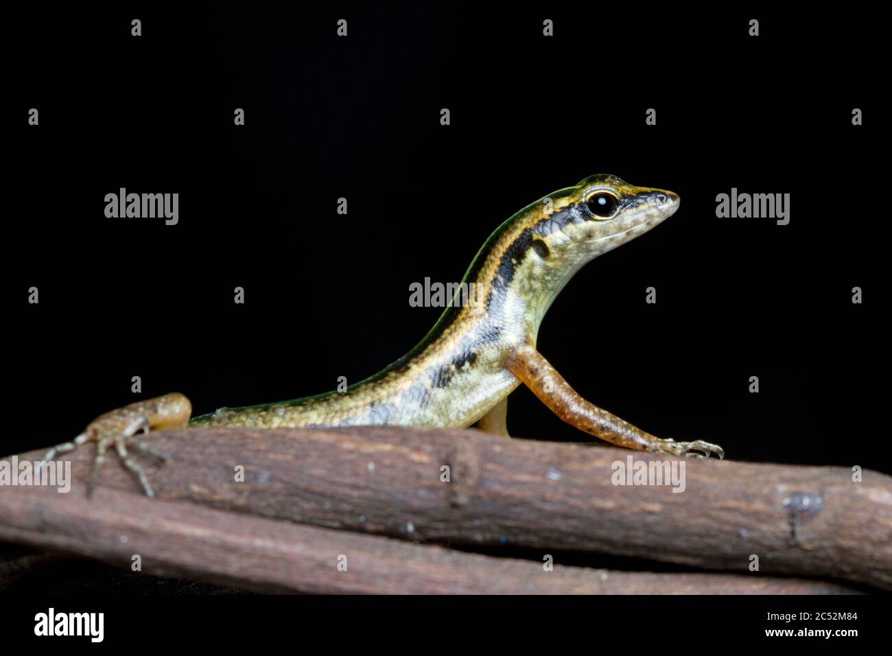 Gold skink hi-res stock photography and images - Alamy