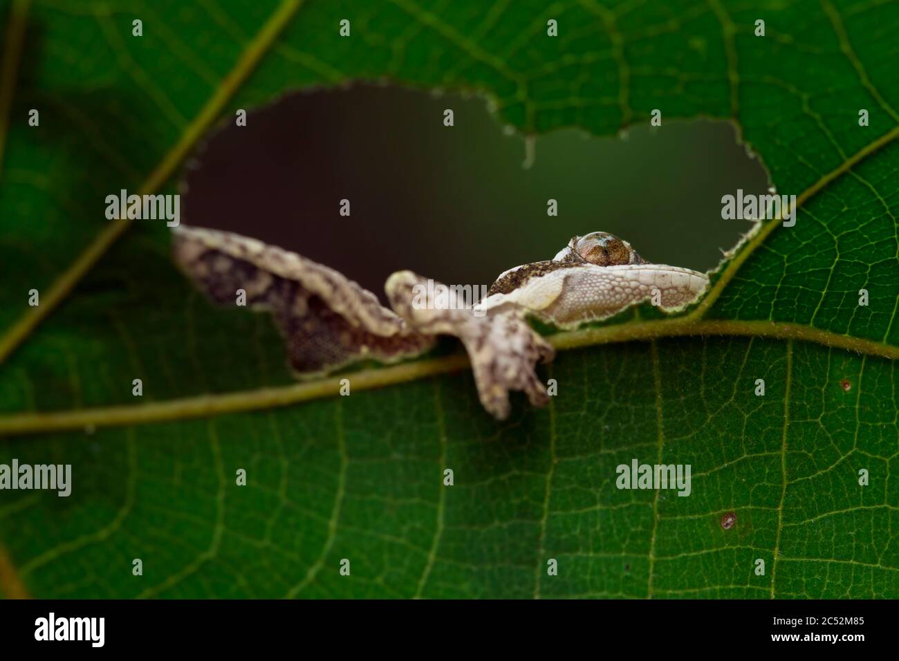 Baby gecko hi-res stock photography and images - Alamy