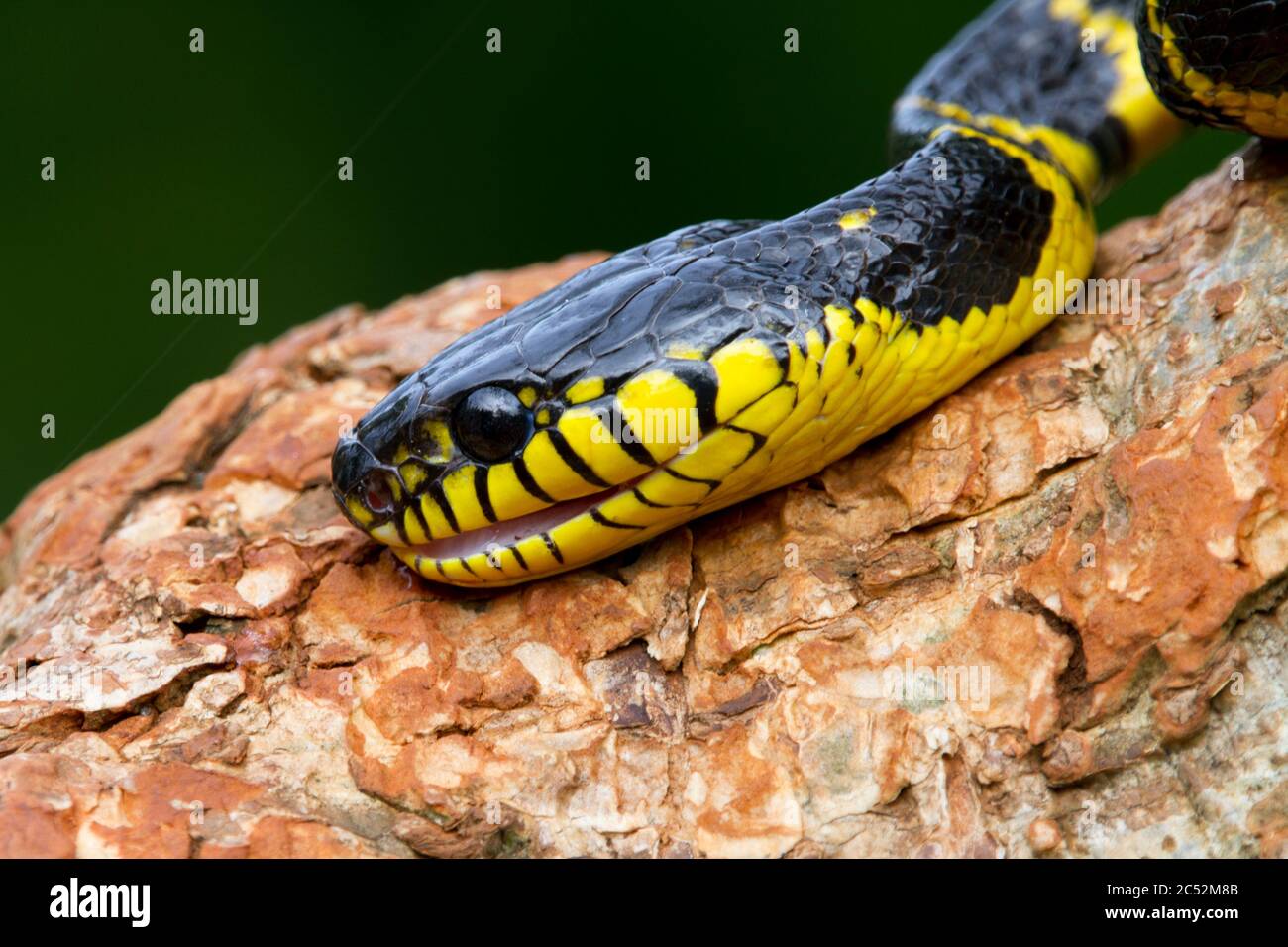 Close-up of a boiga snake, Indonesia Stock Photo - Alamy