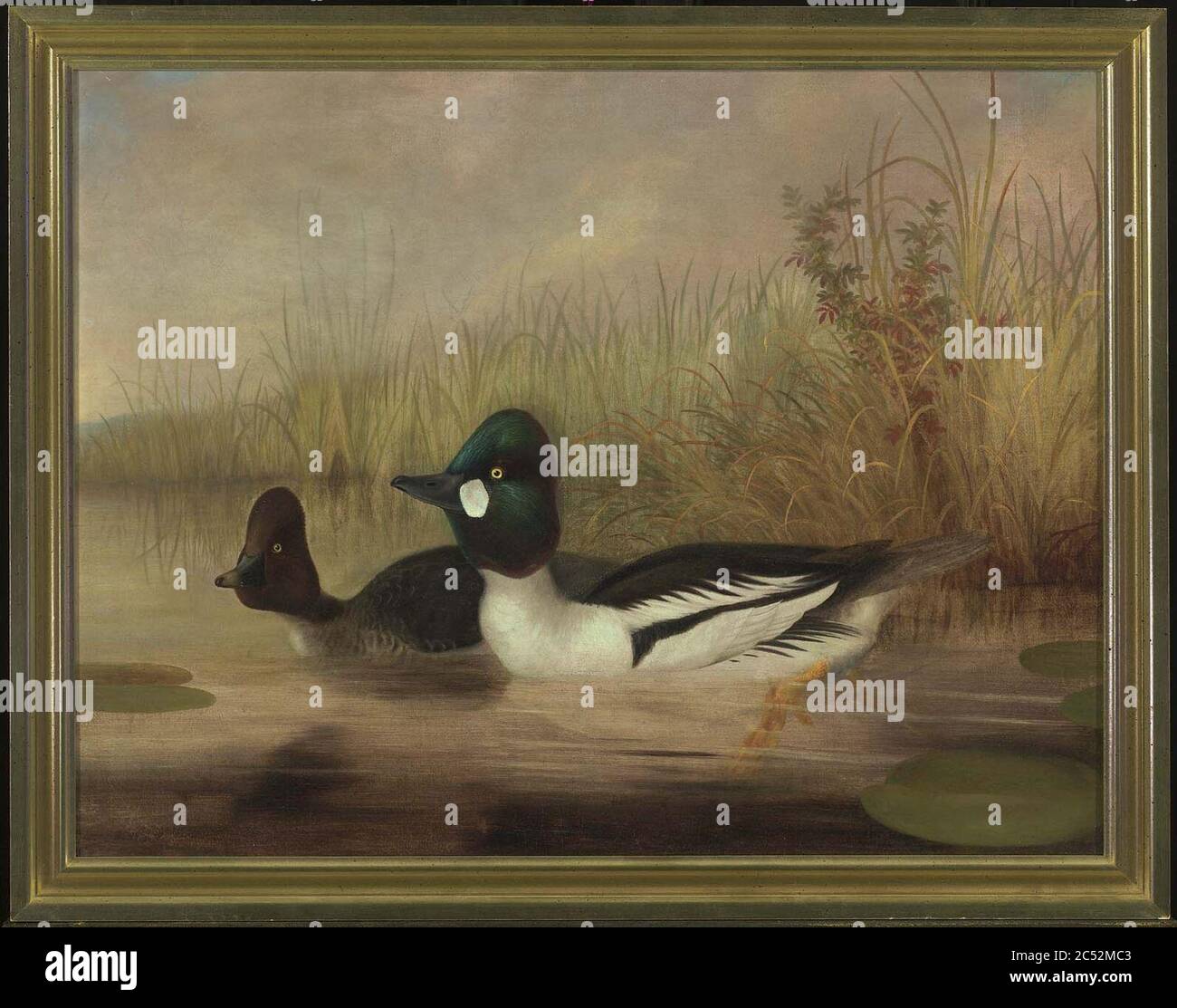 Isaac Sprague - Buffel Head Ducks Stock Photo - Alamy