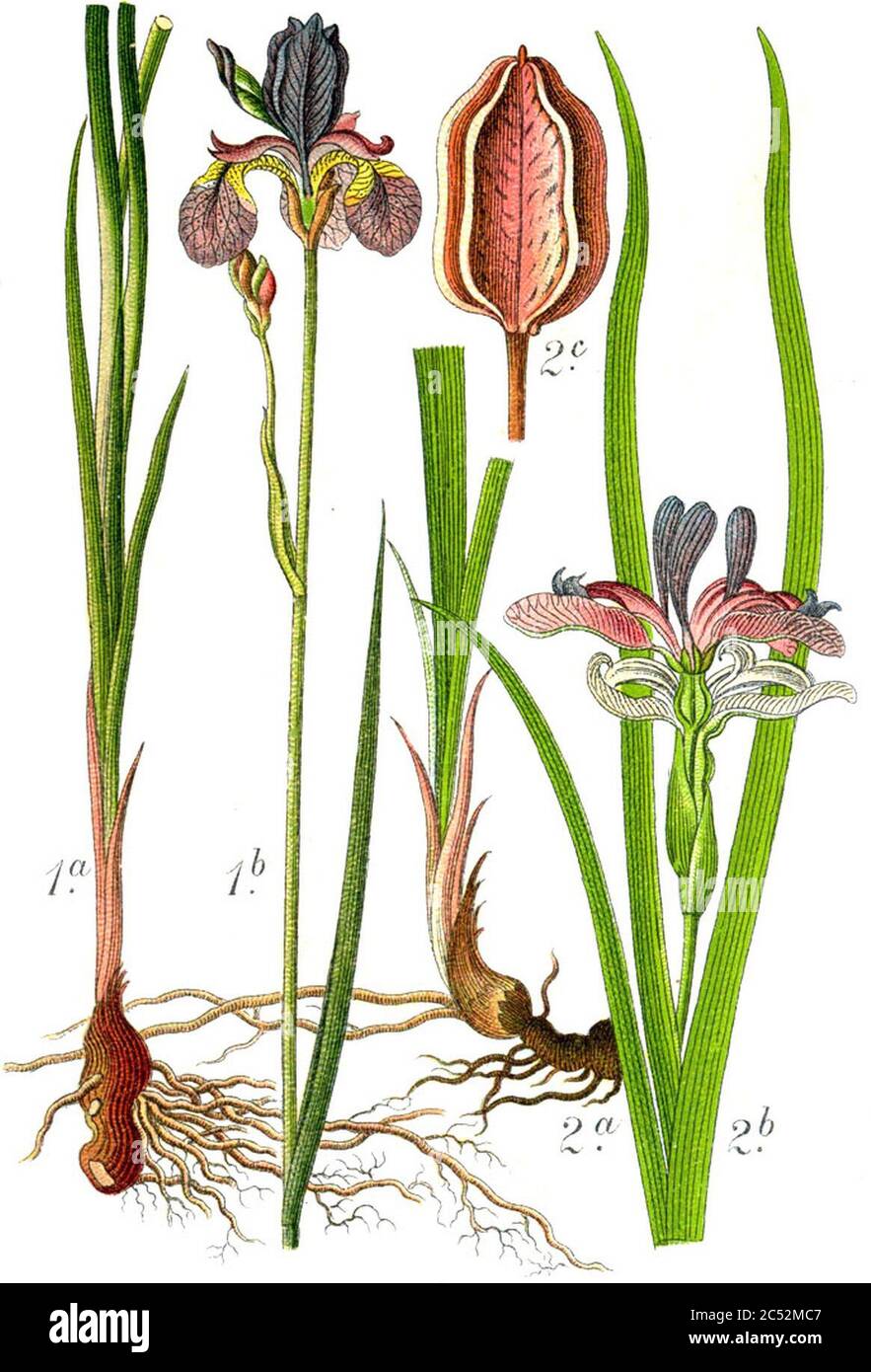 Iris spp hi-res stock photography and images - Alamy