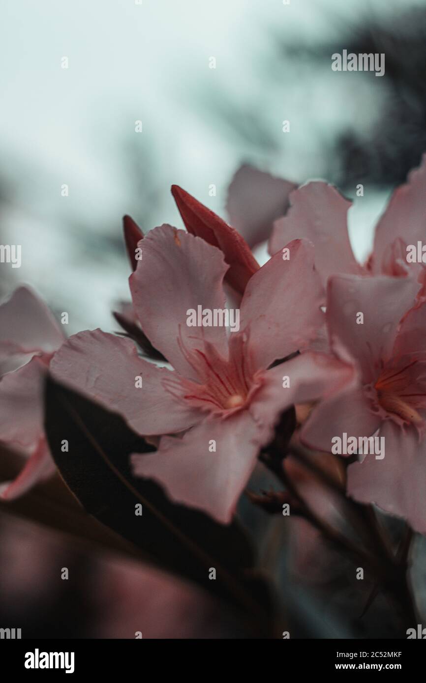 Purple oleanders hi-res stock photography and images - Alamy