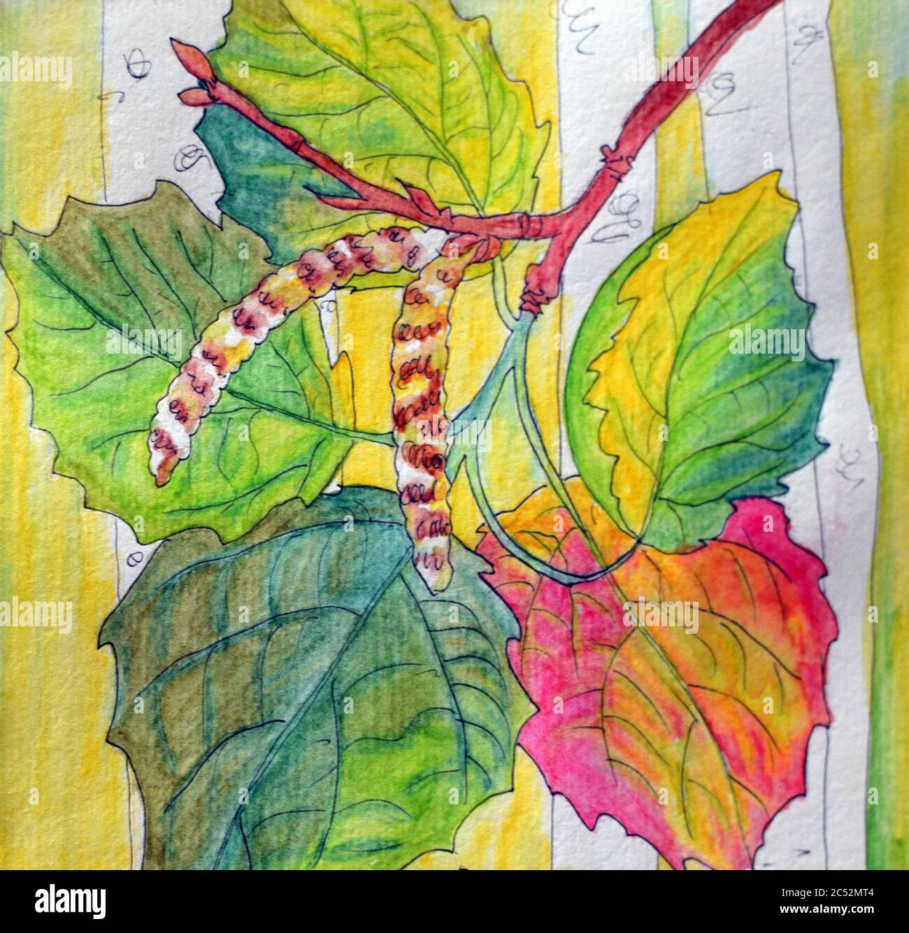 Watercolor drawing branch of birch tree, hand drawn illustration Stock ...