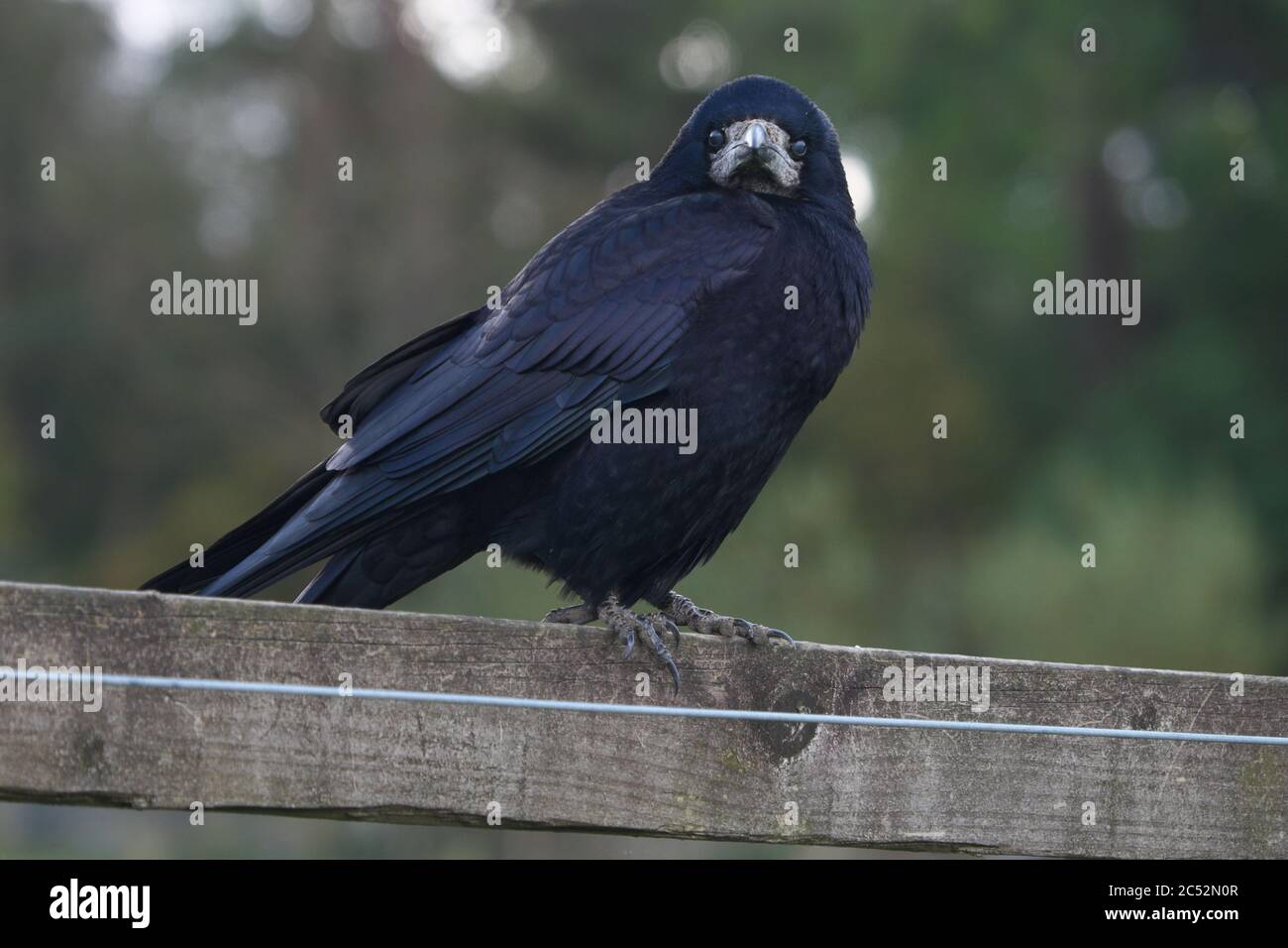 Wings problem hi-res stock photography and images - Alamy
