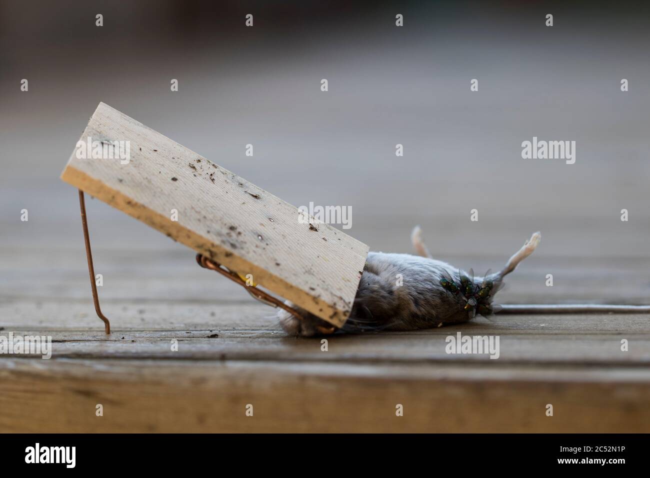 Dead mouse in mouse trap with flies laying eggs on corpse. Mouse caught ...