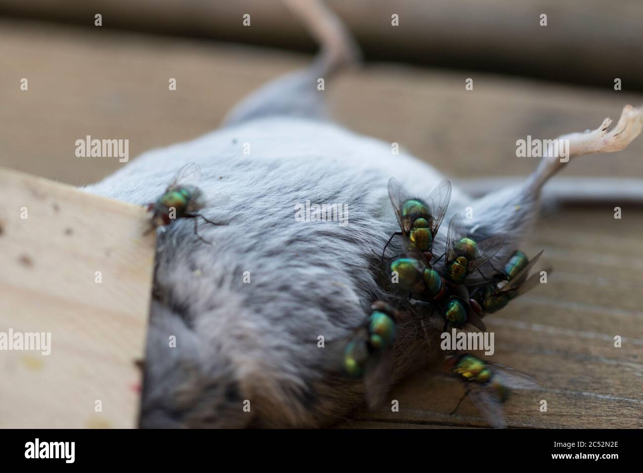 Fly life cycle hi-res stock photography and images - Alamy