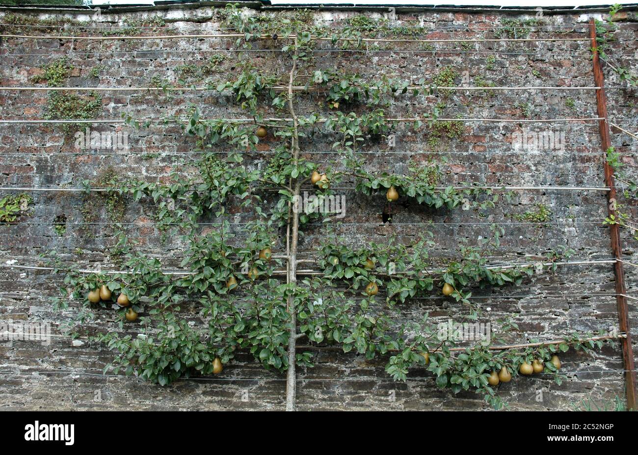 Espalier trained pear tree Stock Photo - Alamy