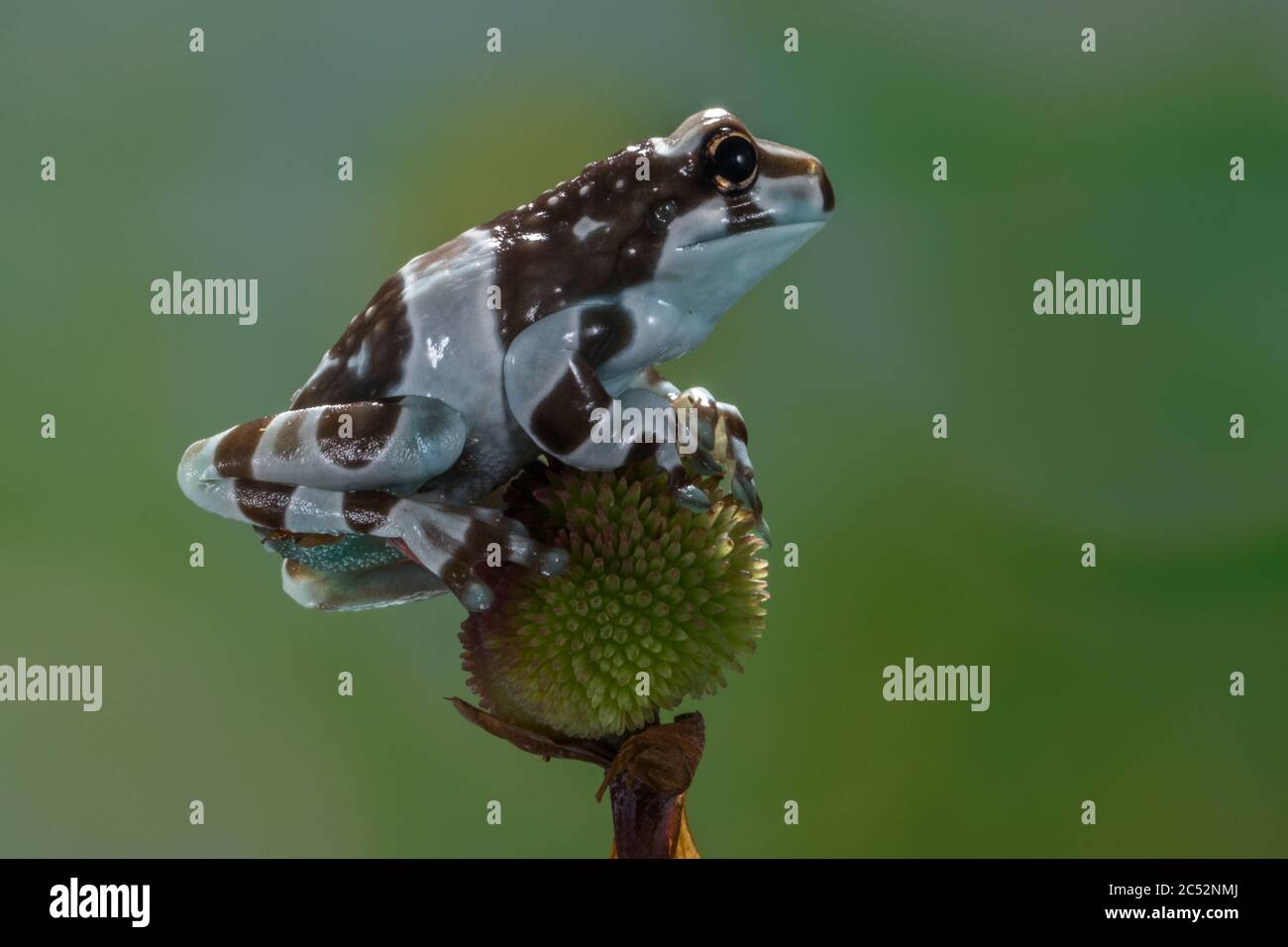 Milk tree frog hi-res stock photography and images - Alamy