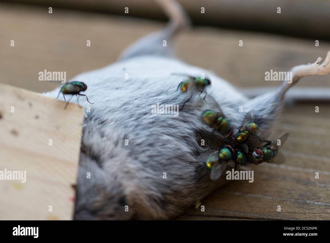 Dead mouse in mouse trap flies laying eggs. Dolly shot of mouse dead in ...
