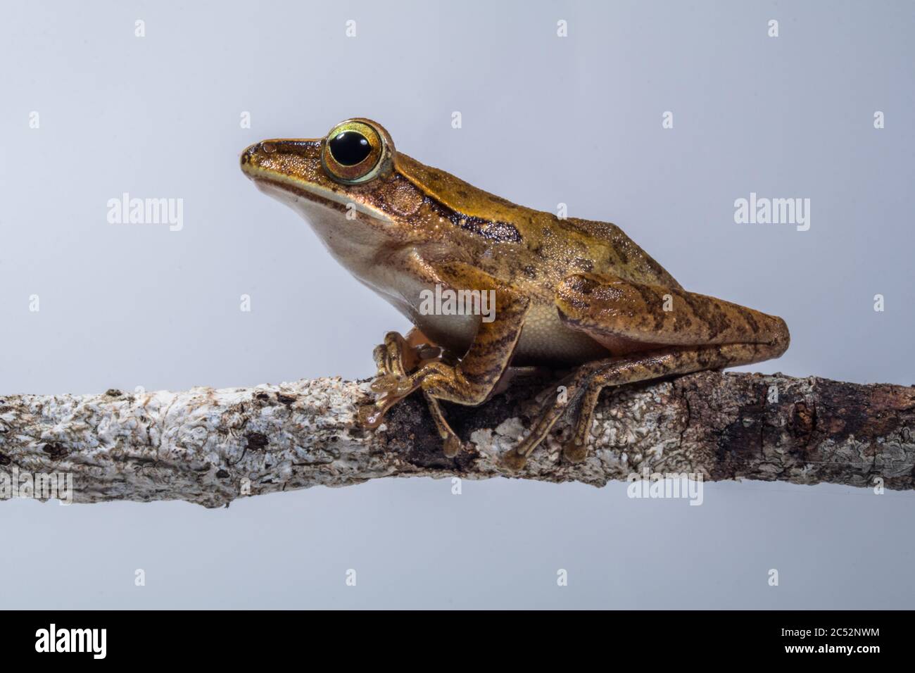 Common tree frog on a branch, Indonesia Stock Photo - Alamy