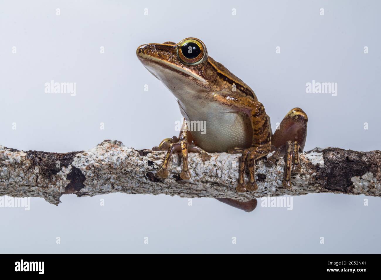 Common tree frog on a branch, Indonesia Stock Photo - Alamy