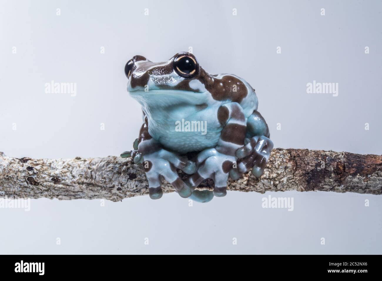 Milk tree frog hi-res stock photography and images - Alamy