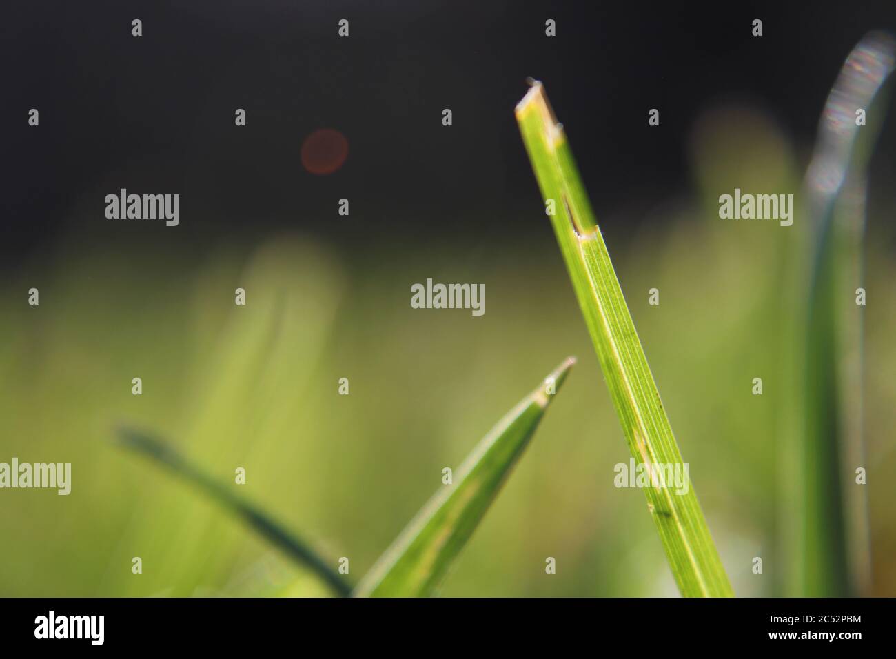 Macro of common and standard green grass blades growing in the backyard ...