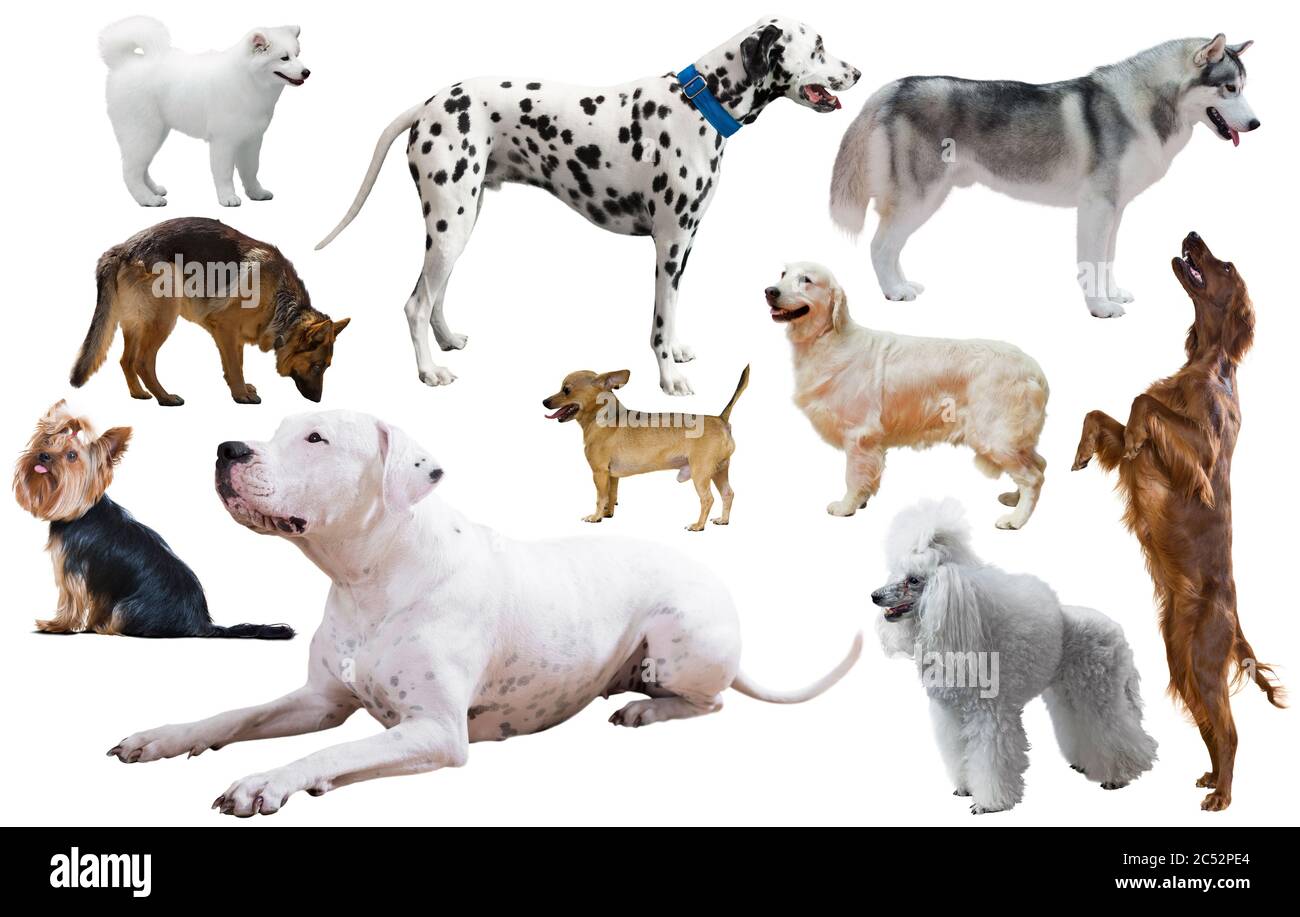 Collection of various dog breeds isolated on white Stock Photo - Alamy