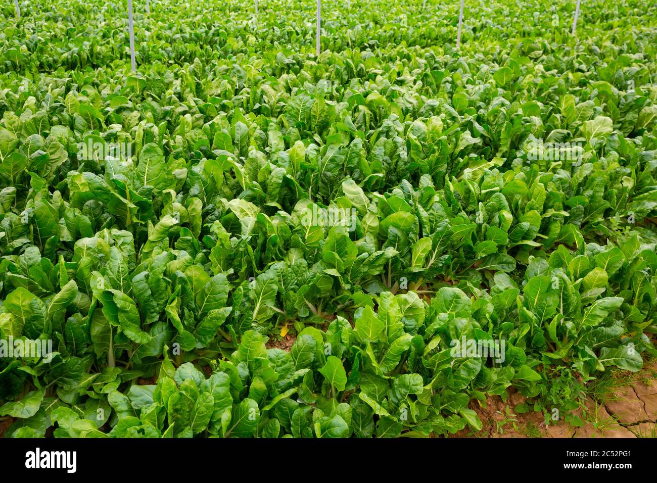 Closeup of green leaf beets plantation in organic vegetable farm ...