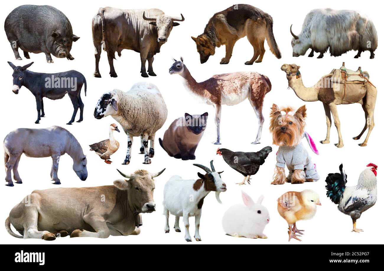 set of various farming animals including cattle and pets isolated Stock ...