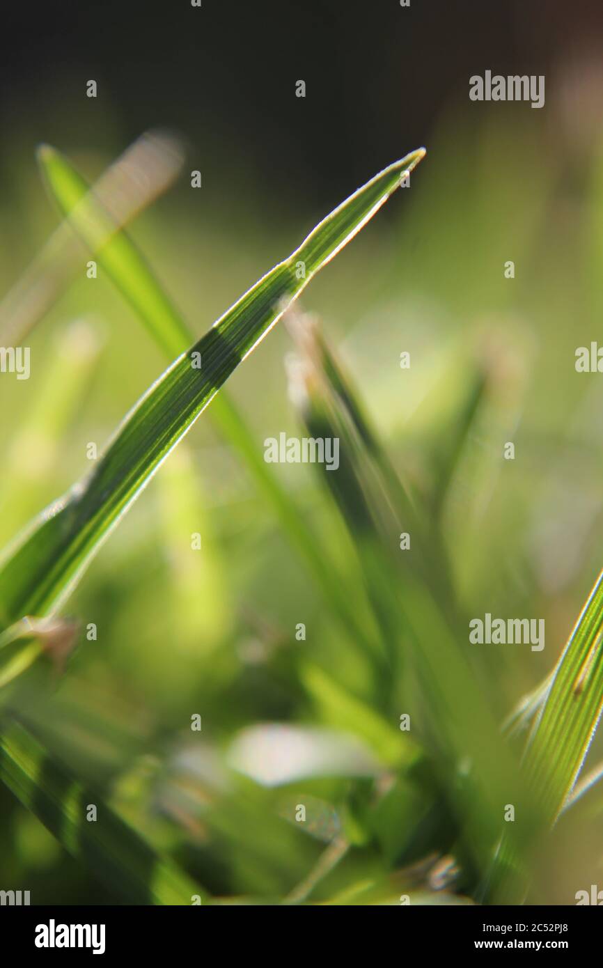 Macro of common and standard green grass blades growing in the backyard ...