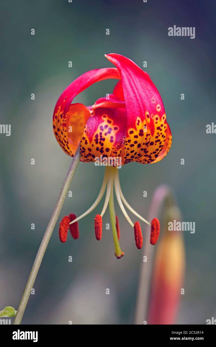 Portrait of a Pitkin Marsh Lily, Lilium pardalinum, also known as a ...