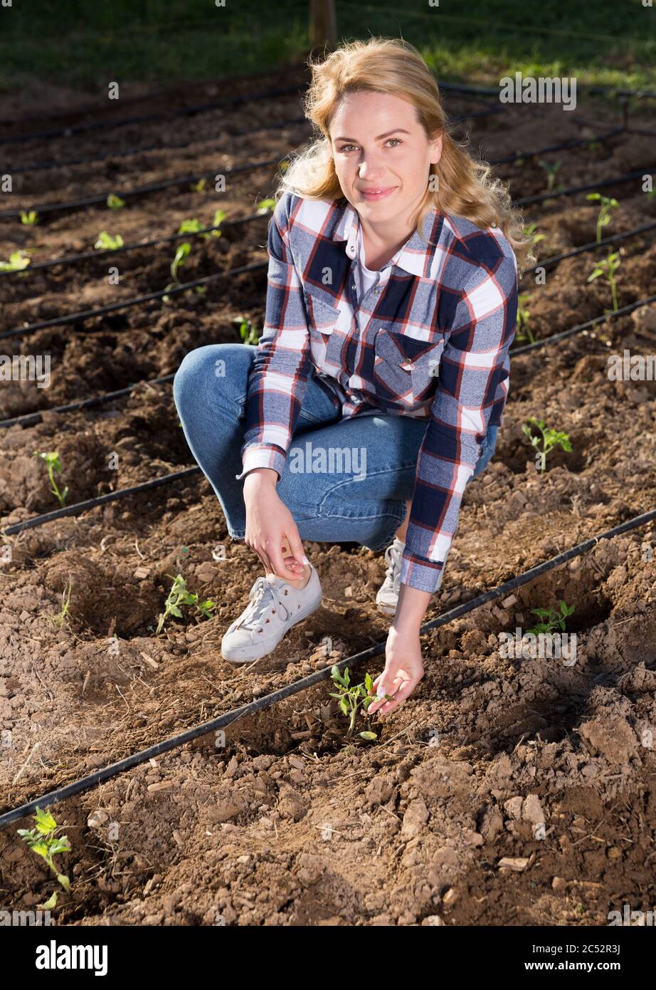 Positive woman farmer gardening on plantation, planting legumes plants ...
