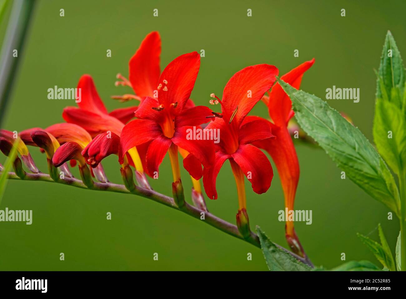 Sword lily hi-res stock photography and images - Alamy