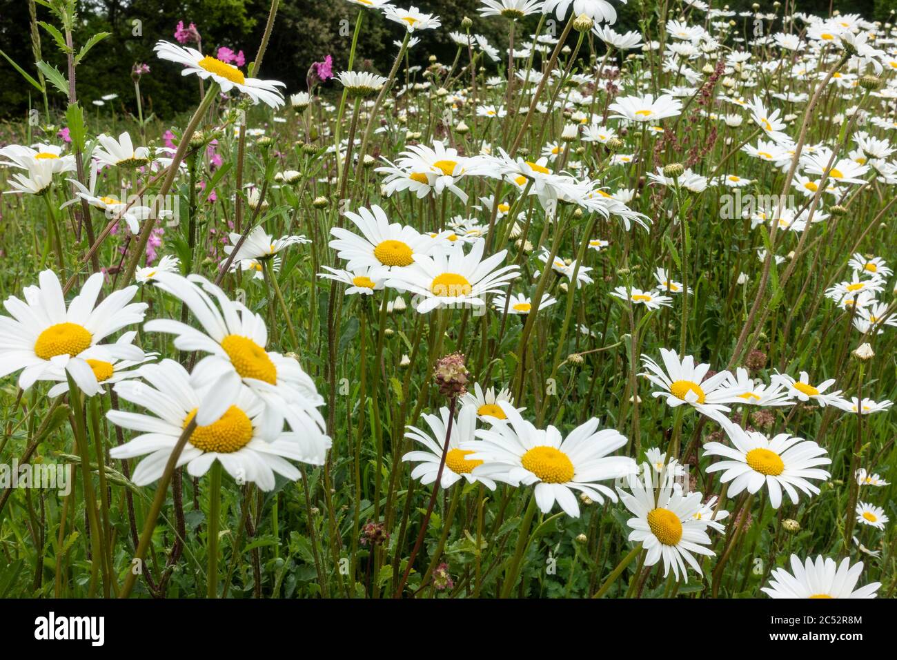A profusion of Oxeye-daisies on roadside verge Stock Photo - Alamy