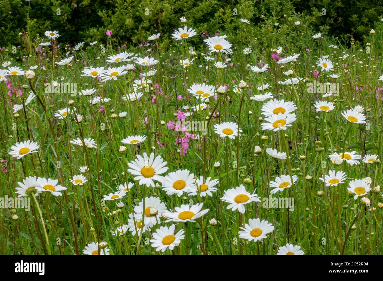 Roadside daisy hi-res stock photography and images - Alamy
