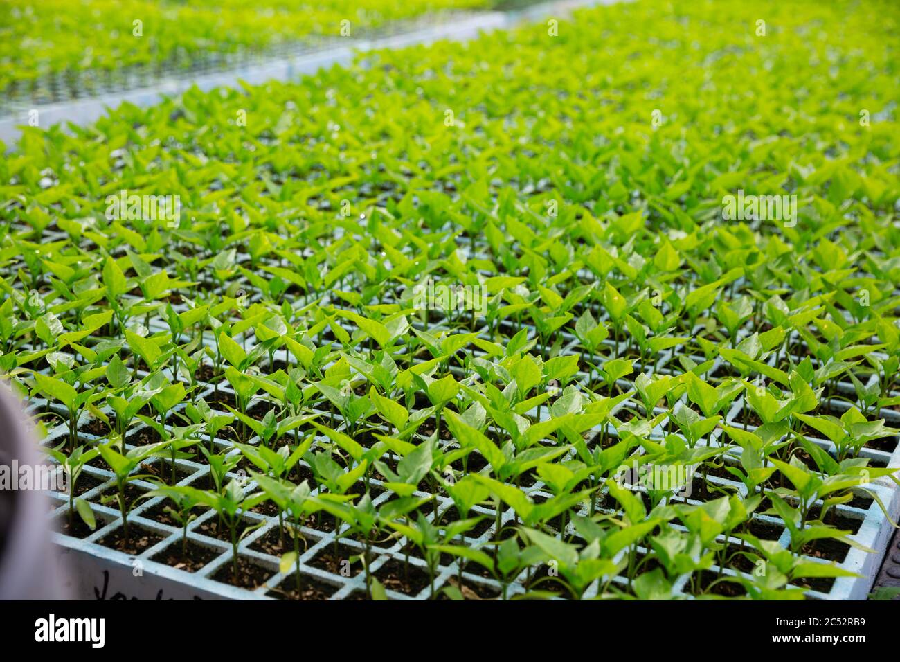 Rows of growing bell pepper seedlings in garden Stock Photo - Alamy