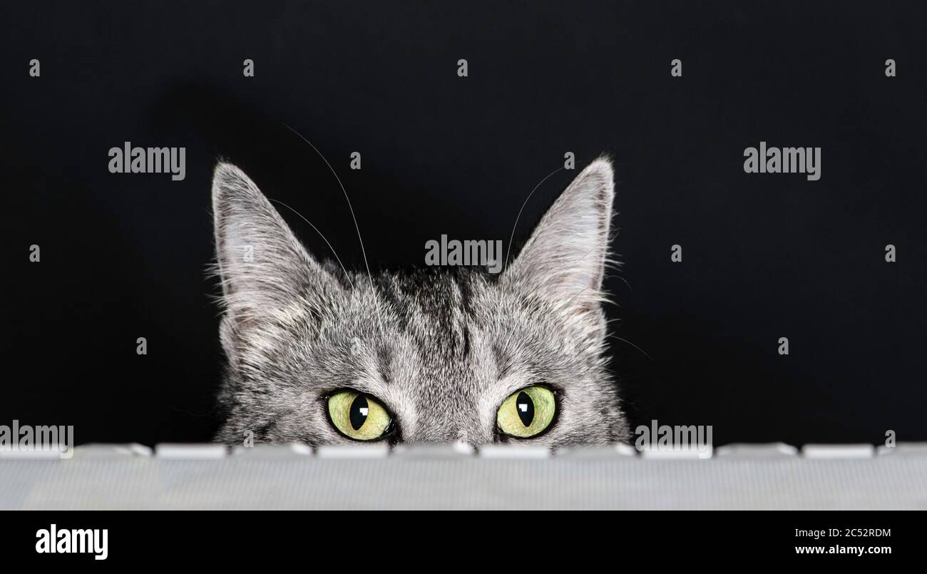 Cat Peeking Over