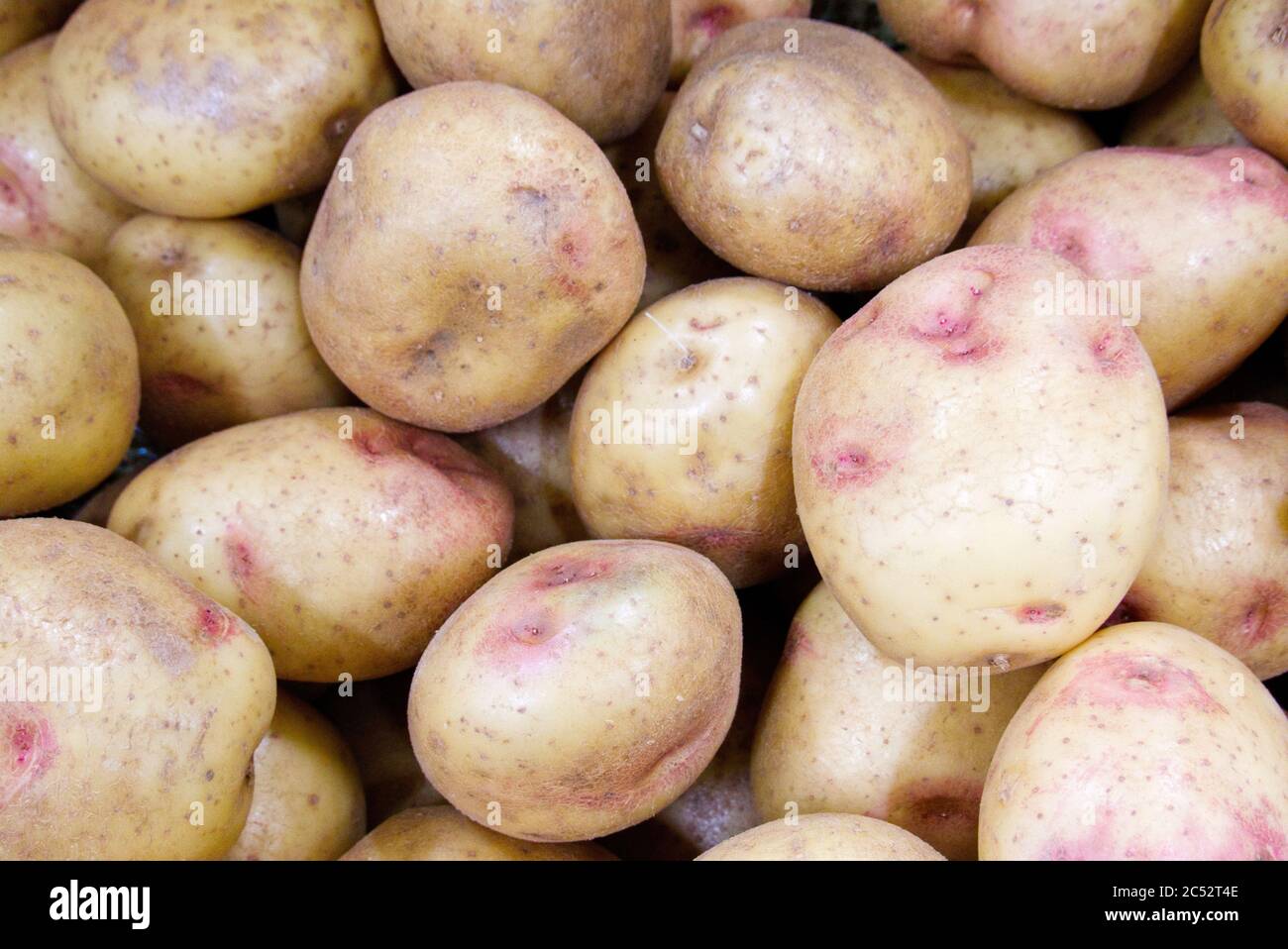 King edward potato harvest hi-res stock photography and images - Alamy