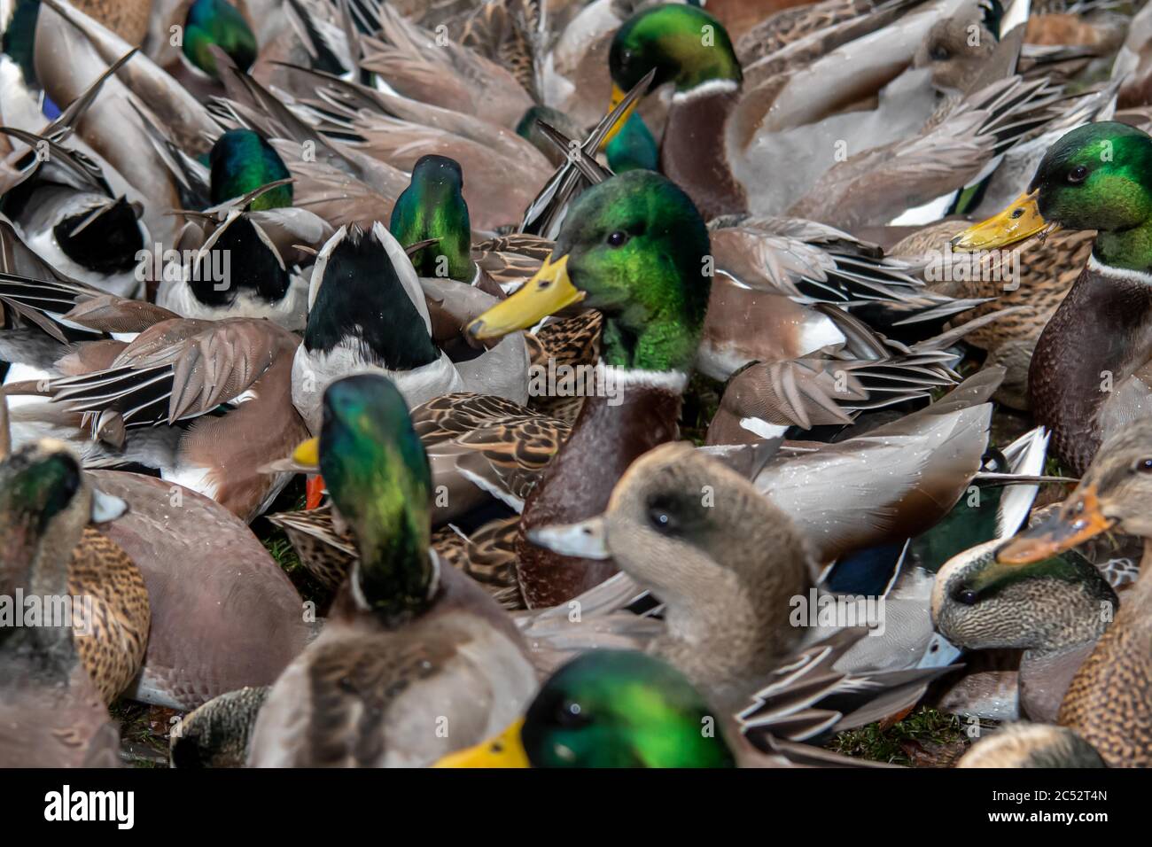 Flock mallard duck on hi-res stock photography and images - Alamy