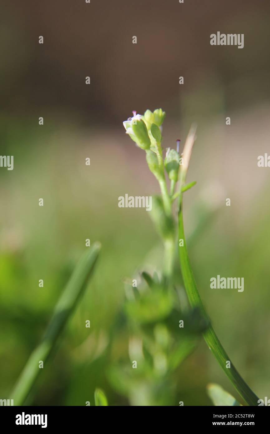 Veronica, common speedwell, bird's eye, and gypsyweed, Thyme-leaved ...