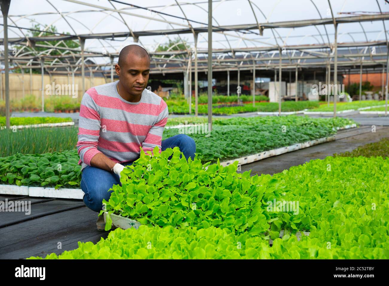Latin american male horticulturist working in greenhouse, caring for ...