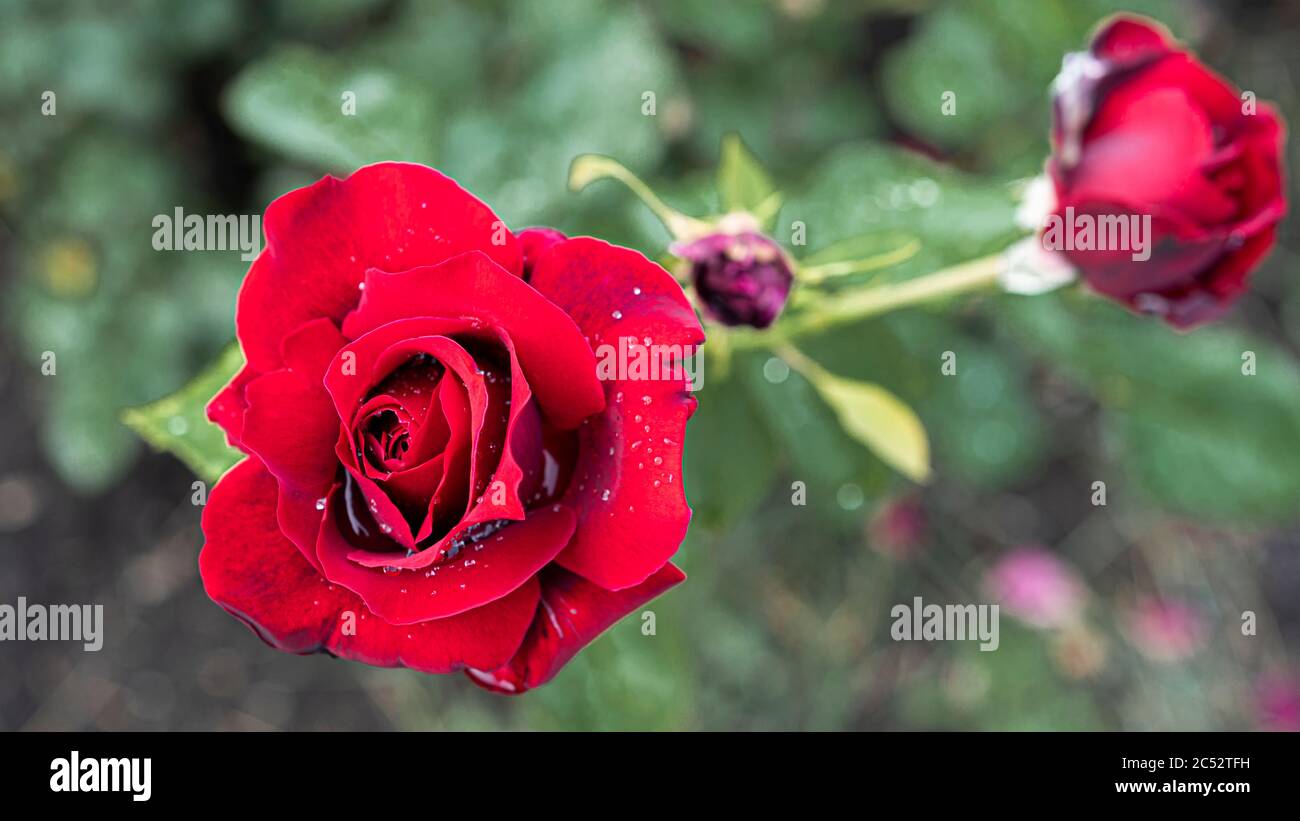 Beautiful red rose with drops after rain in the garden Stock Photo - Alamy