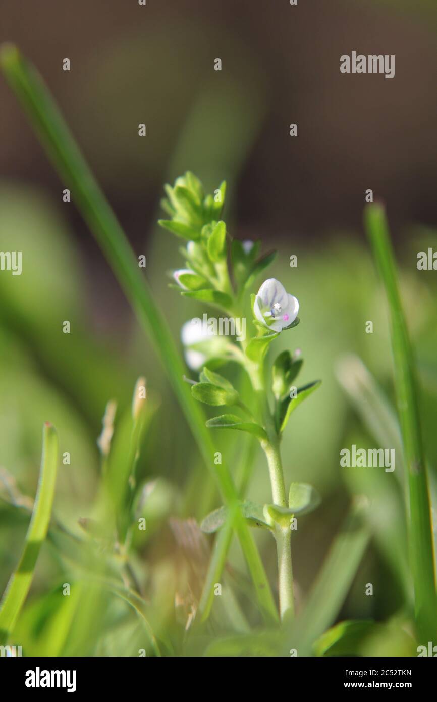 Veronica, common speedwell, bird's eye, and gypsyweed, Thyme-leaved ...