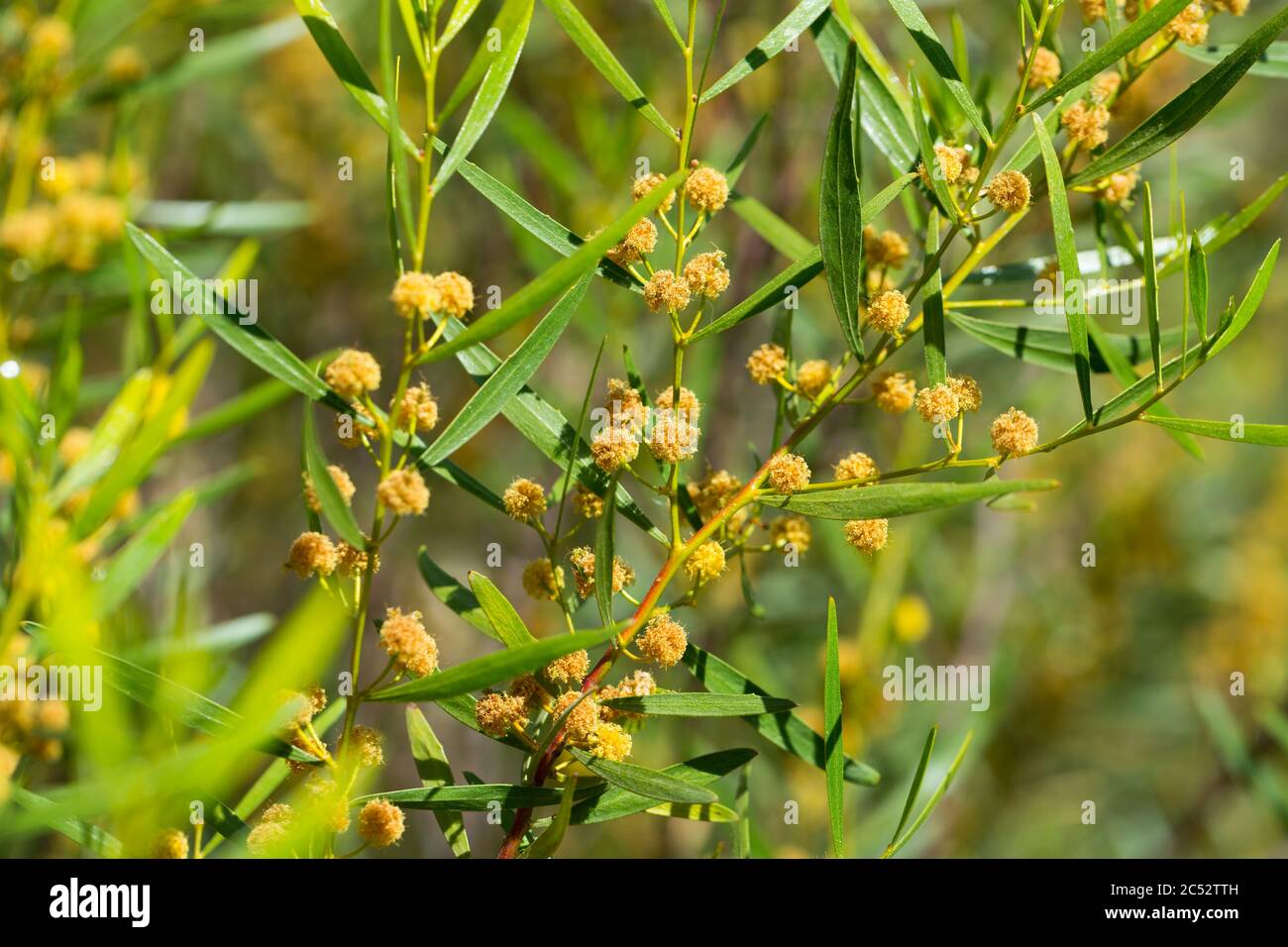 Closeup of yellow blooming of Hop leaved wattle (Acacia dodonaeifolia ...