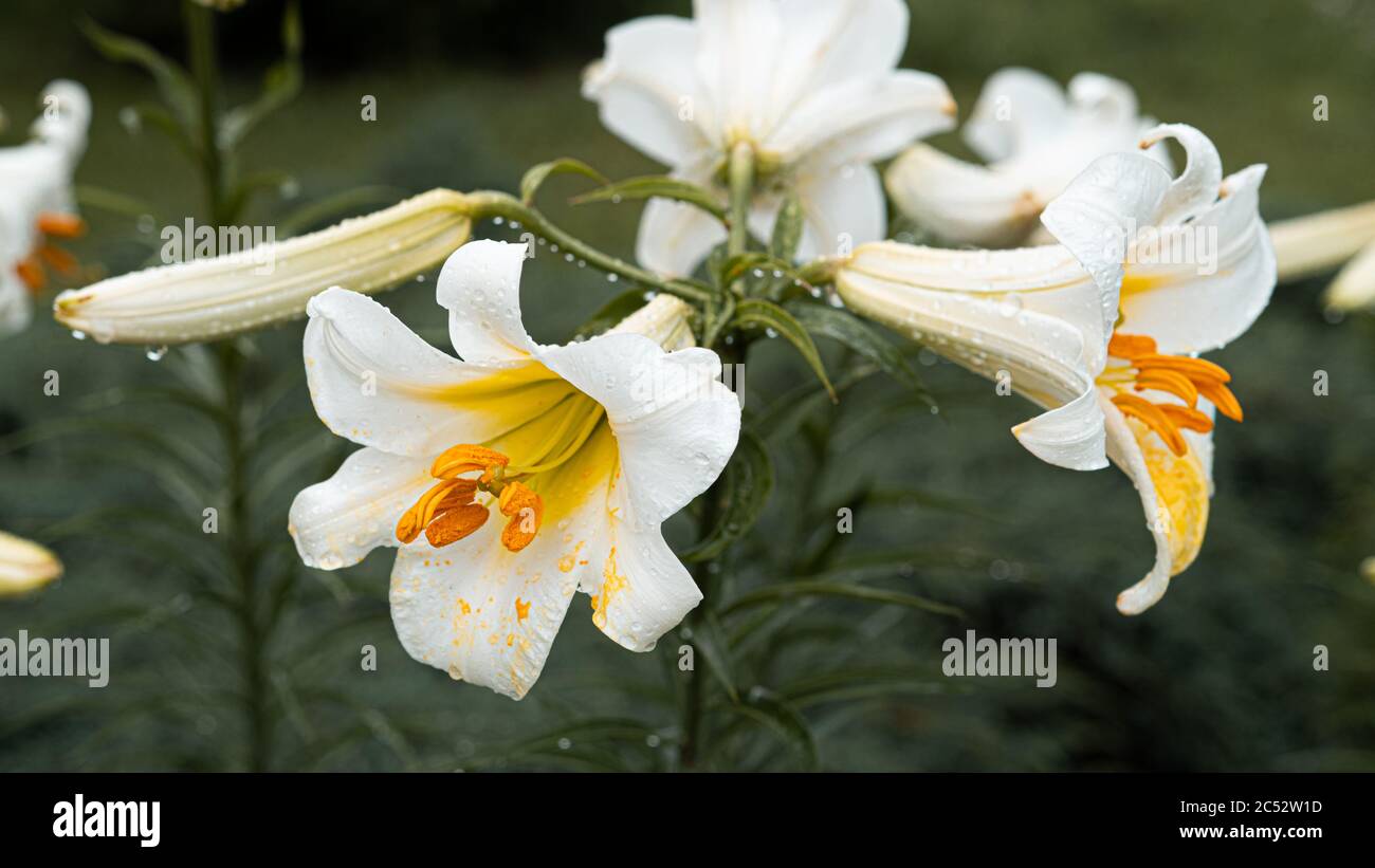 Lily moth hi-res stock photography and images - Alamy